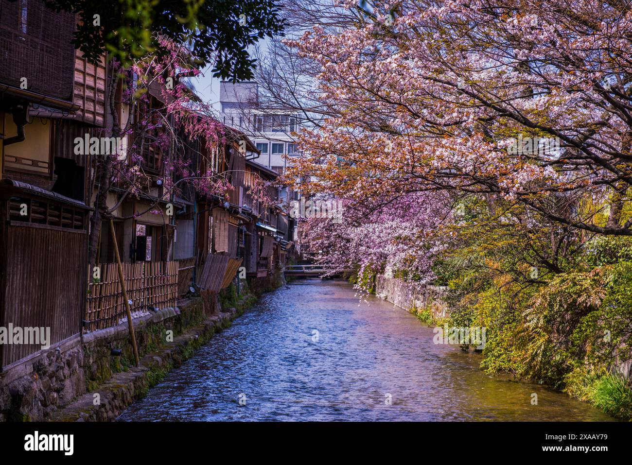 Cherry blossom in Gion, the Geisha quarter, Kyoto, Honshu, Japan, Asia ...