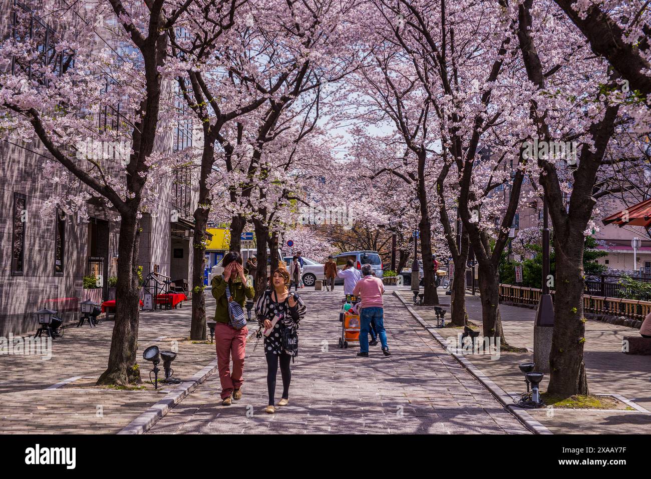 Cherry blossom in Gion, the Geisha quarter, Kyoto, Honshu, Japan, Asia ...