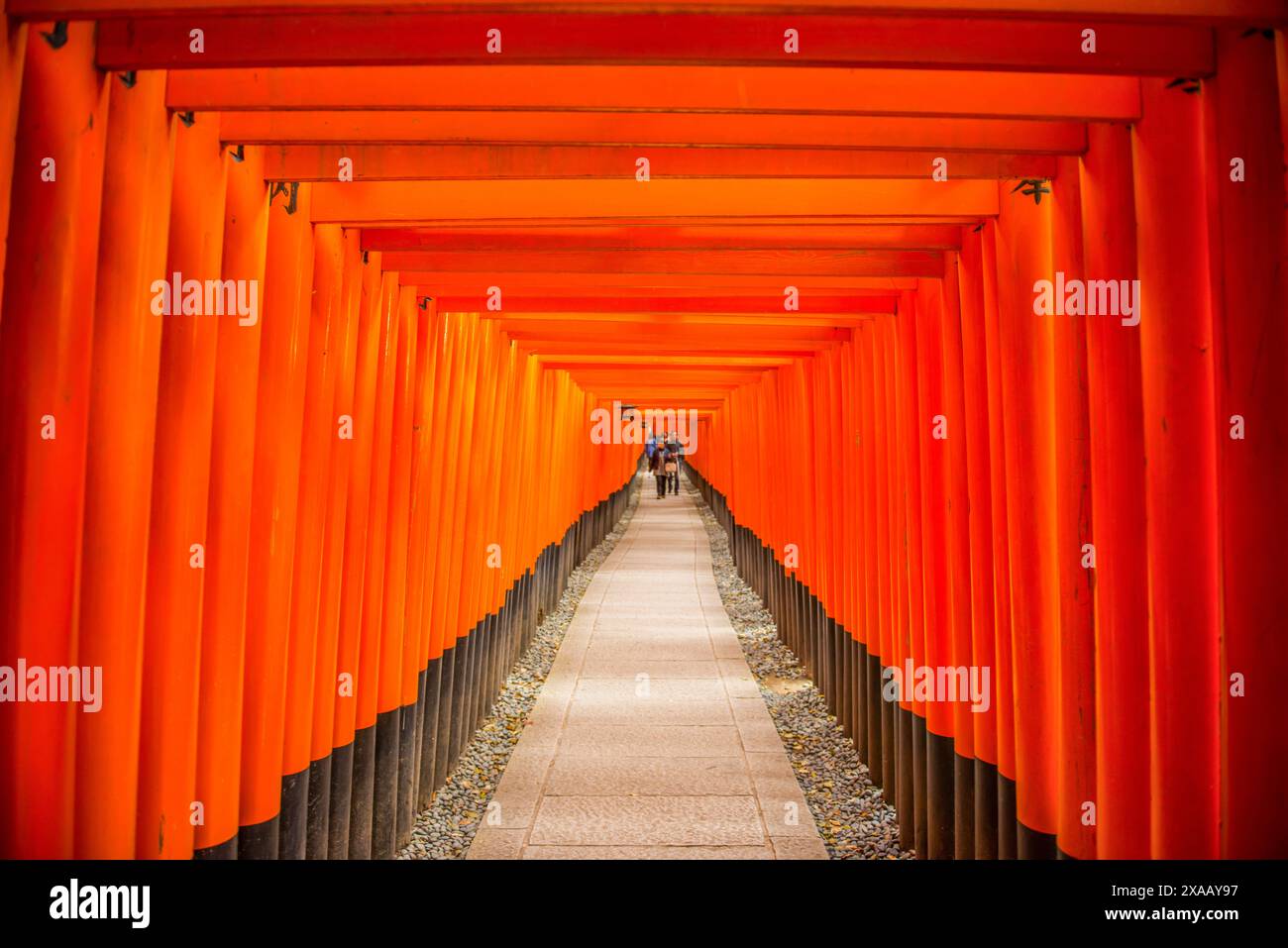 The Endless Red Gates (Torii) of Kyoto's Fushimi Inari, Kyoto, Honshu ...