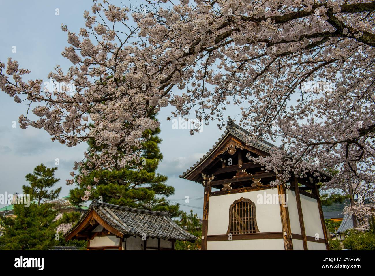 Shrine under cherry blossoms in the Geisha quarter Gion, Kyoto, Honshu ...