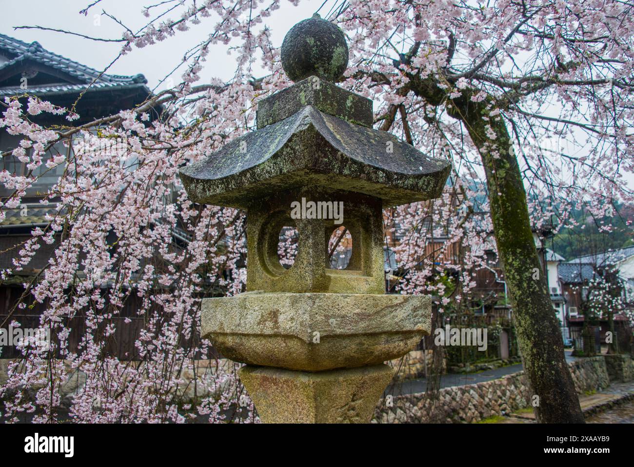 Cherry blossom trees in rainy weather, Itsukushima Shrine, UNESCO World ...