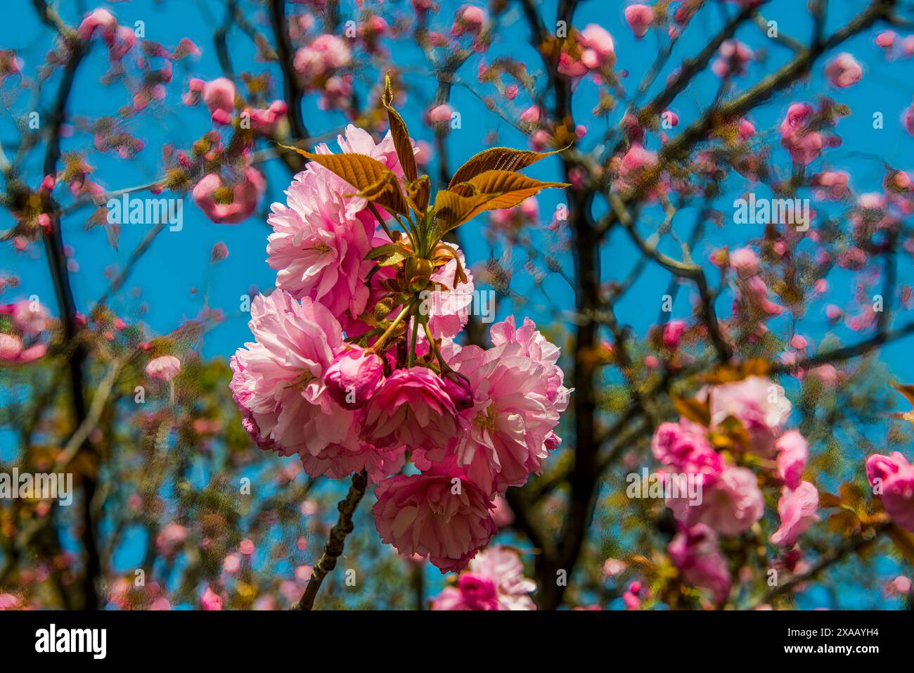 Beautiful cherry blossom, Nikko, Tochigi Prefecture, Kanto, Honshu ...