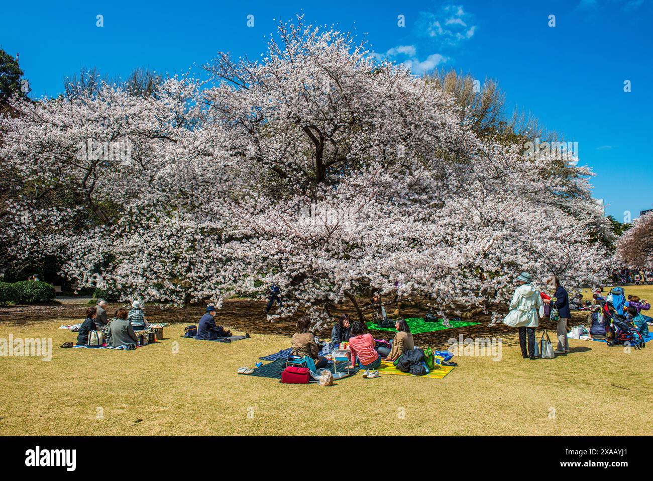 Picnic in the cherry blossom in the Shinjuku-Gyoen Park, Tokyo, Honshu ...