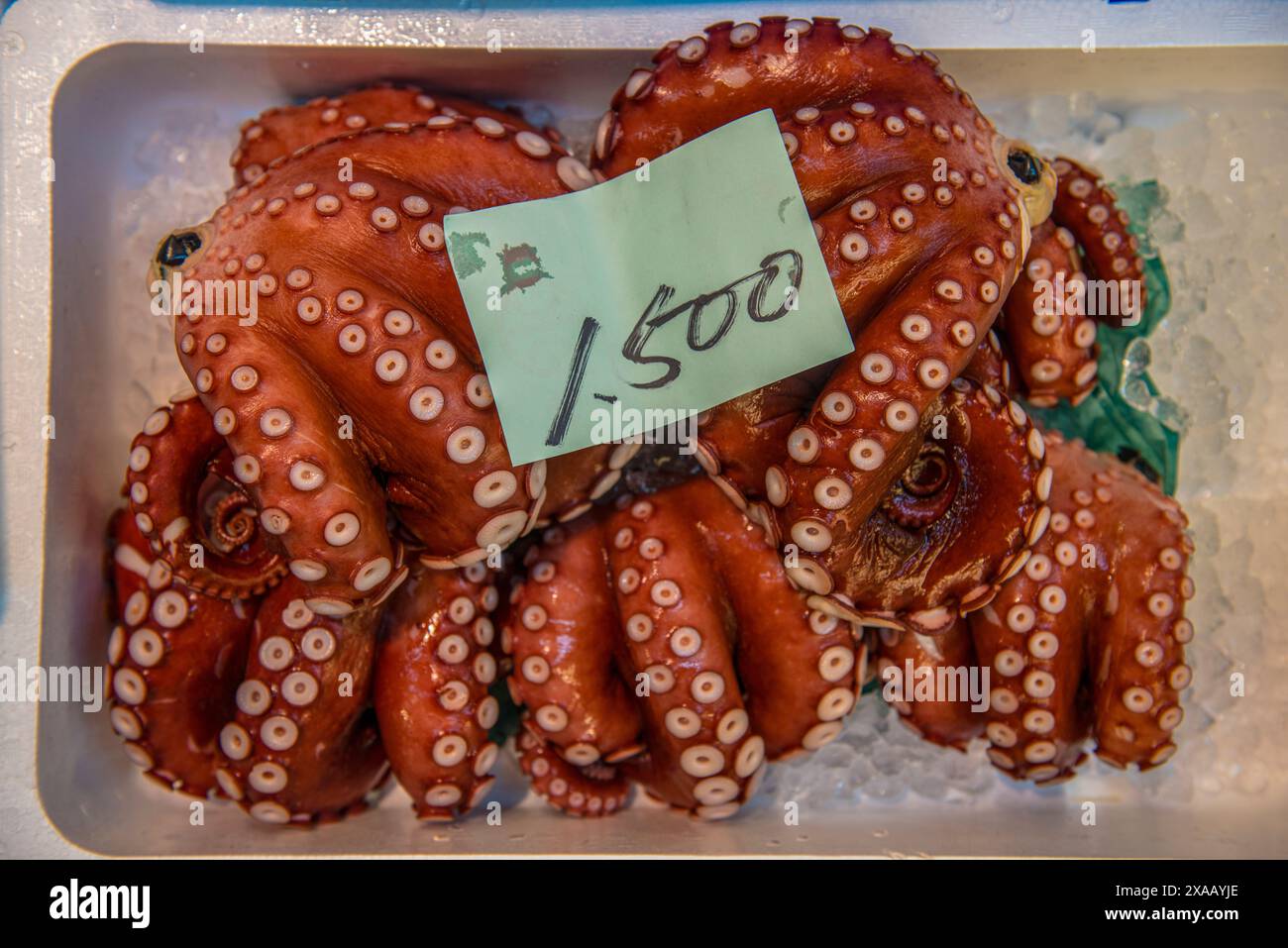 Fresh squid in the Tsukiji Fish Market, Tokyo, Honshu, Japan, Asia ...