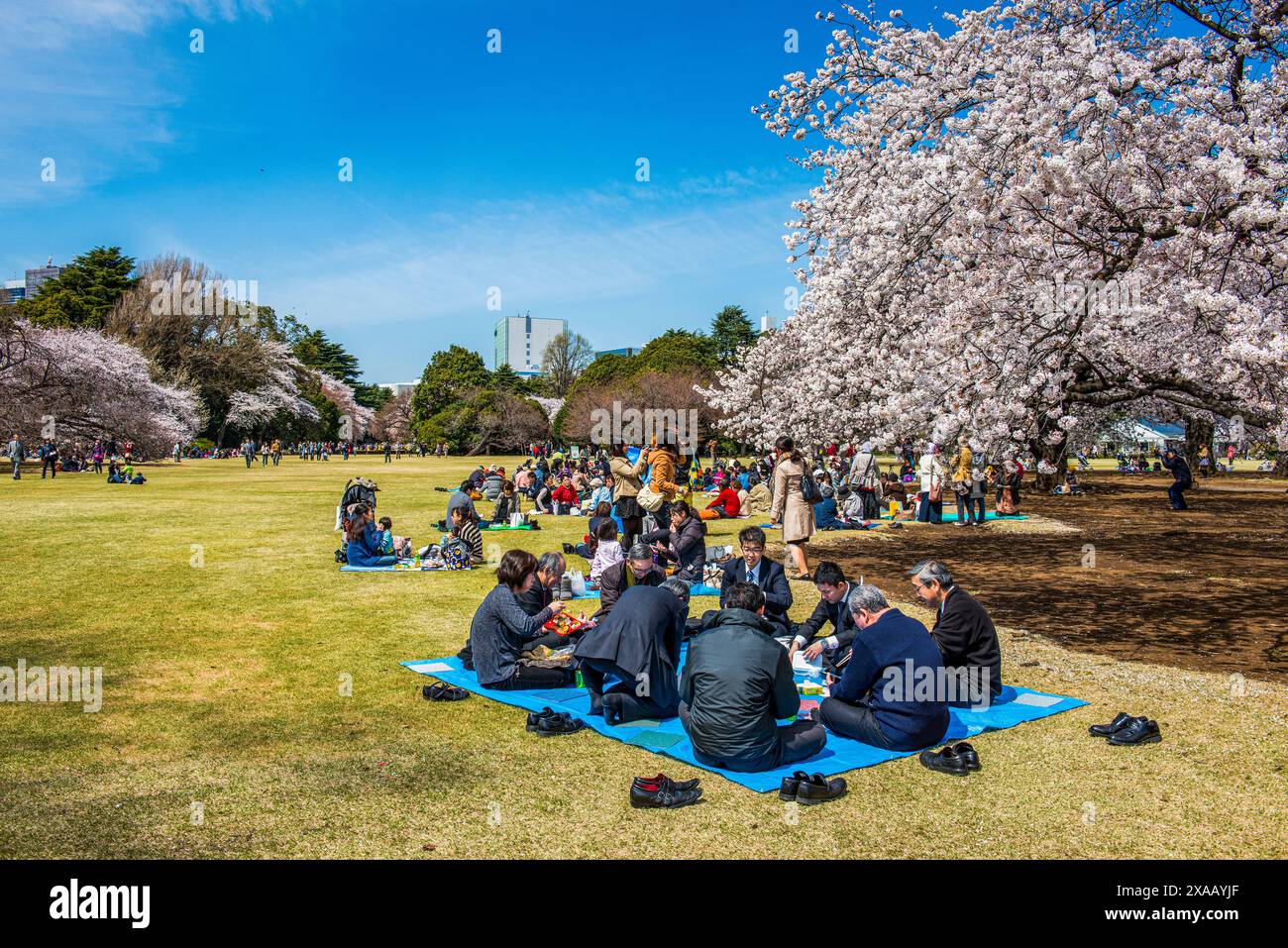 Picnic amid the cherry blossom in the Shinjuku-Gyoen Park, Tokyo ...