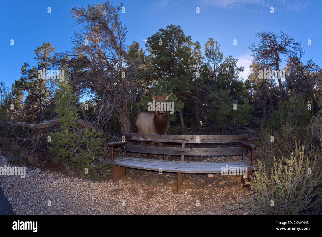 A female Elk that came out of the forest along the Greenway Trail that ...