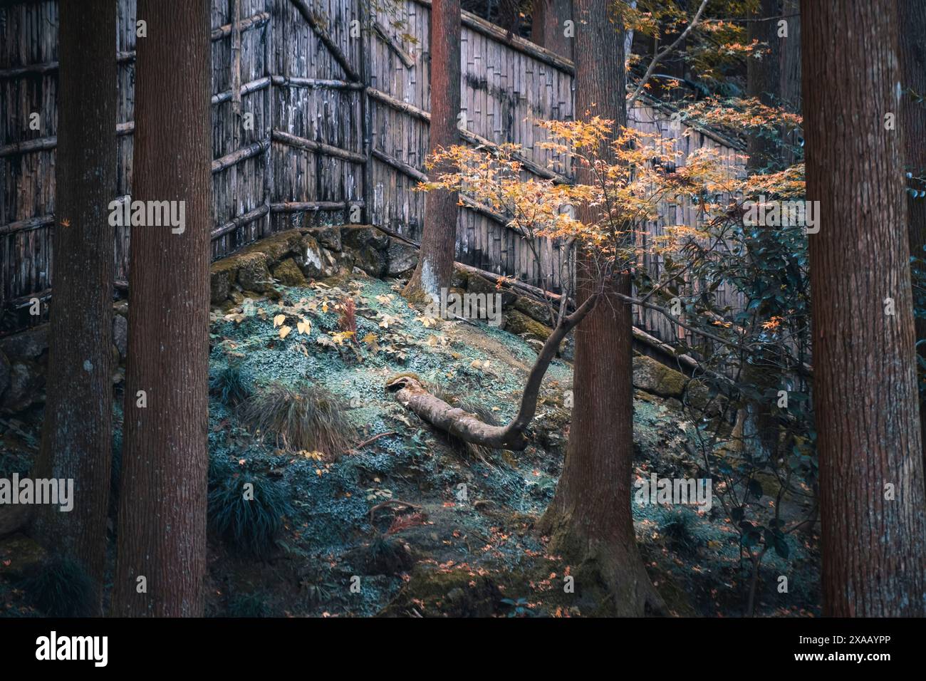 A lonely illuminated tree with autum colors in the Zen garden of ...