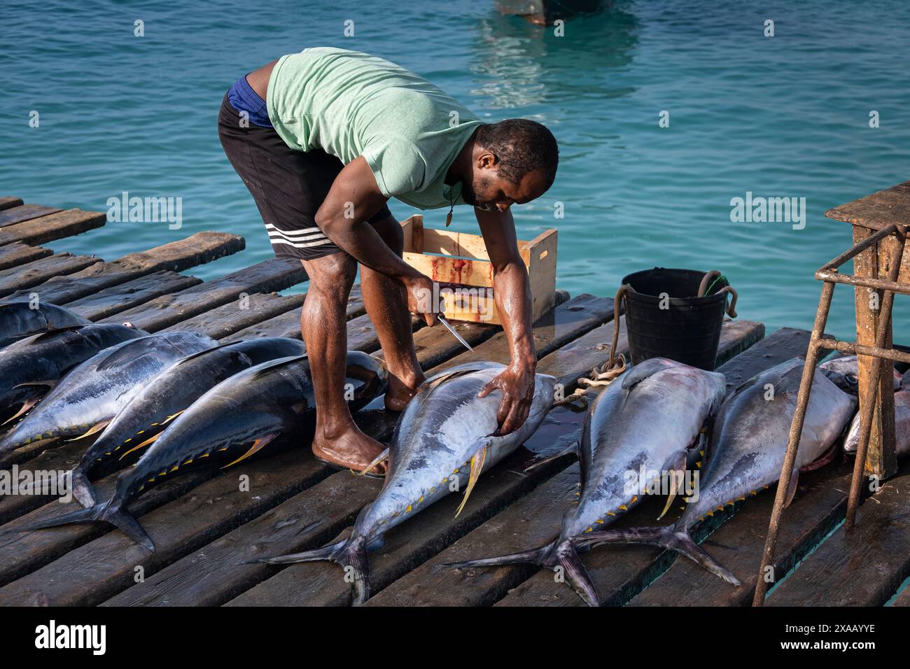 Local Fisherman preparing Yellow Fin Tuna (Thunnus albacares)cCatch ...