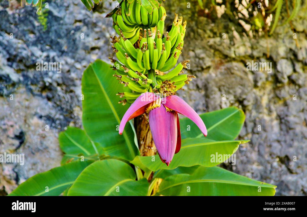 Banana Plant with fruit growing from it, Bermuda, North Atlantic, North ...