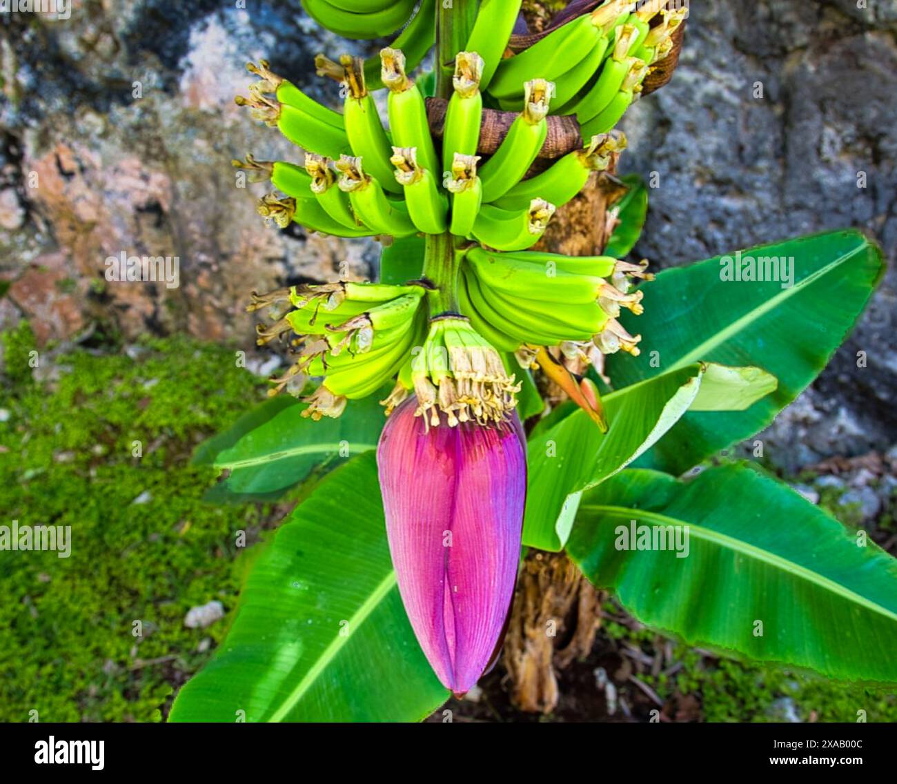 Banana Plant with fruit growing from it, Bermuda, North Atlantic, North ...