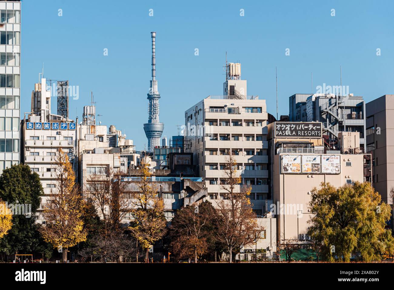 Ueno Park view onto Tokyo Skytower and dense skyline, with autumn trees ...