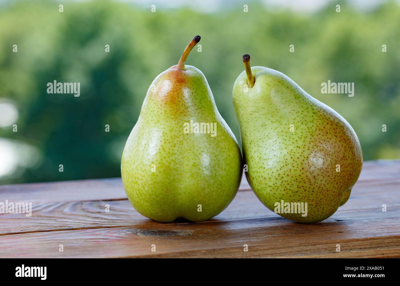 Harvest of ripe, freshly picked pears on a farm table, Uzbekistan ...