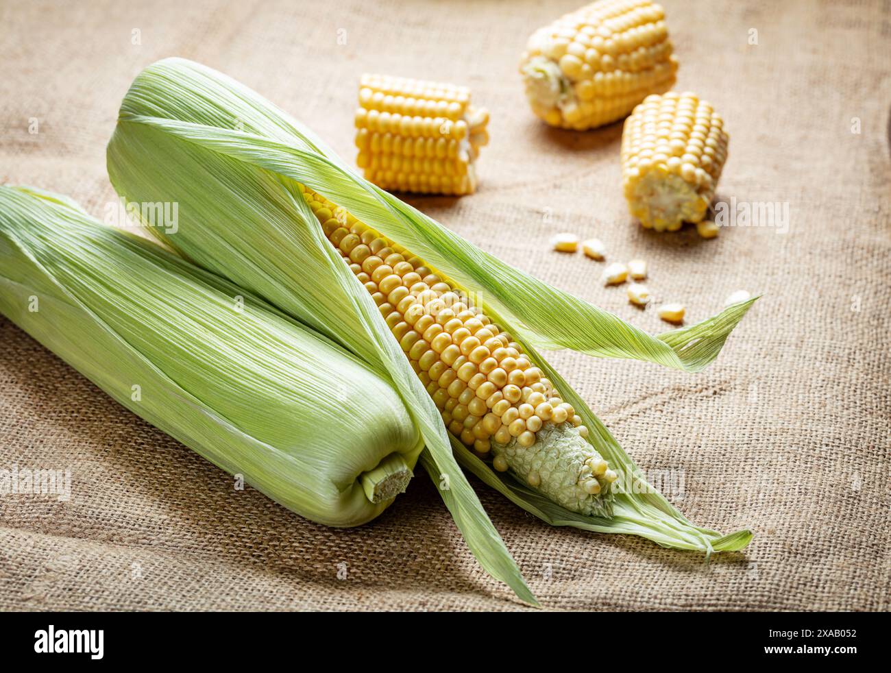 Organic corn on the cob harvested from a farm in an Uzbek village ...