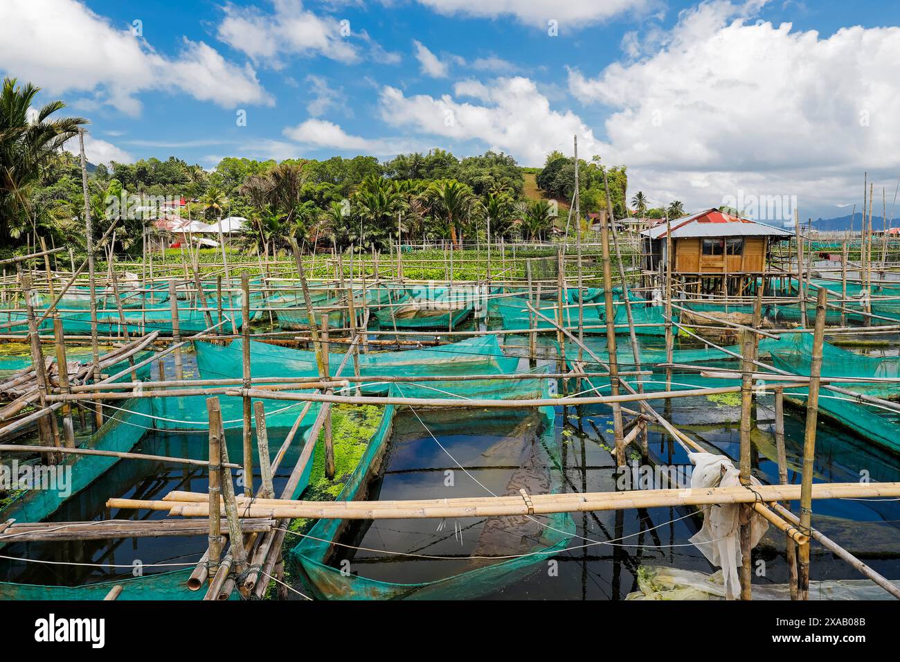 Bamboo and net fish cage farming on this large lake that suffers from ...