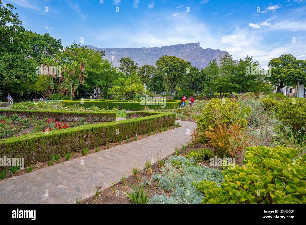 Company's garden cape town rose hi-res stock photography and images - Alamy