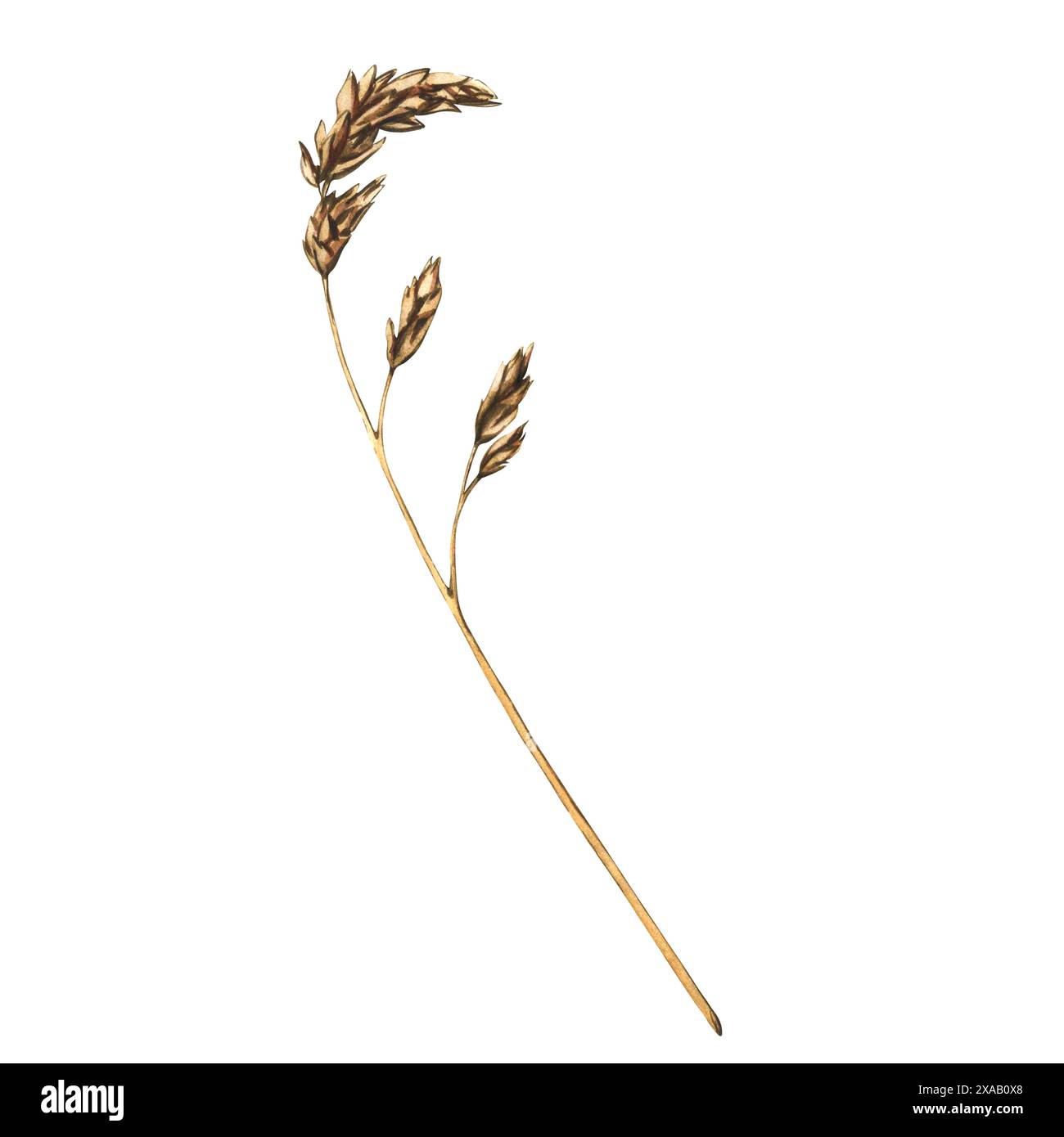 Dry meadow grass isolated on white background. Watercolor floral ...