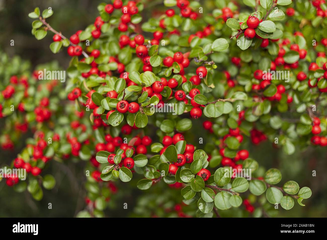 close-up photography of a Pyracantha bush with small red berries and ...