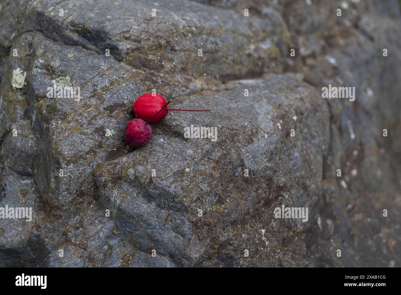 close-up photography of two small red fruits on a large gray granite ...
