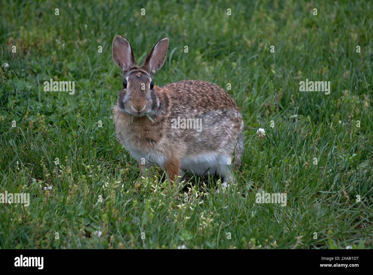Cottontail rabbit in lawn hi-res stock photography and images - Alamy