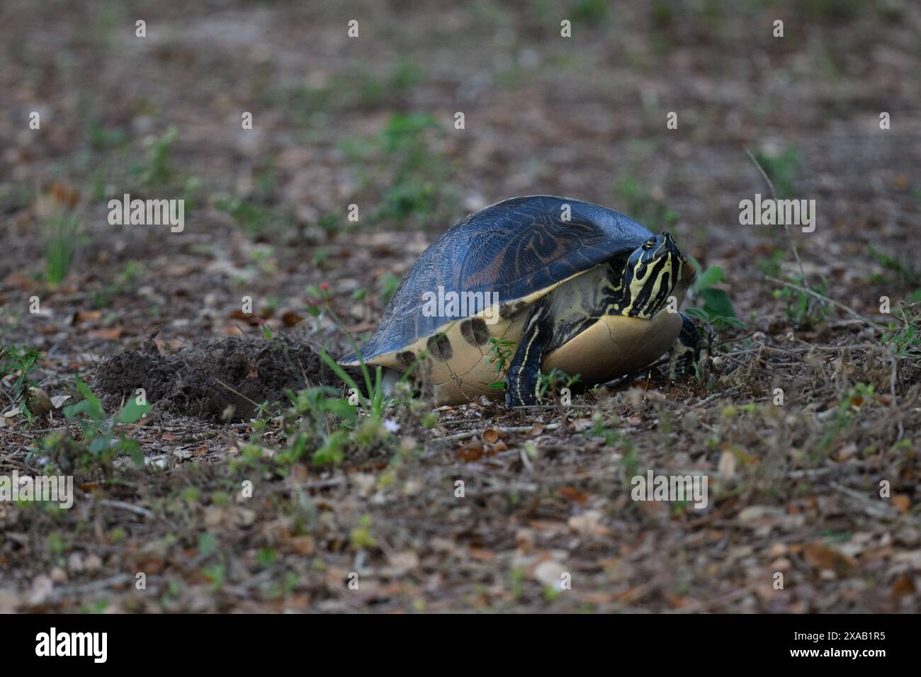 Turtle laying her eggs in its nest Stock Photo - Alamy