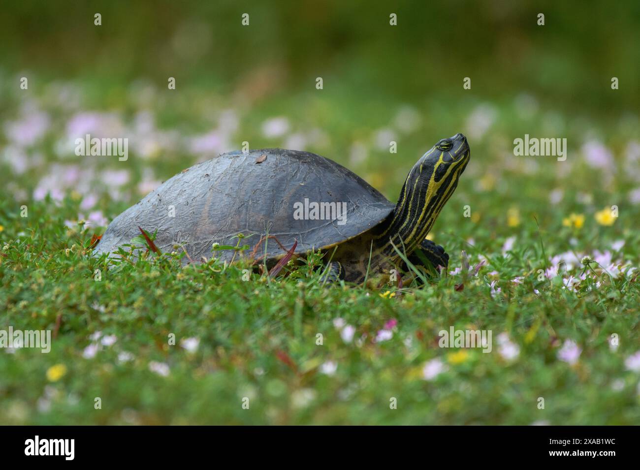 Anatomy of the turtle shell hi-res stock photography and images - Alamy