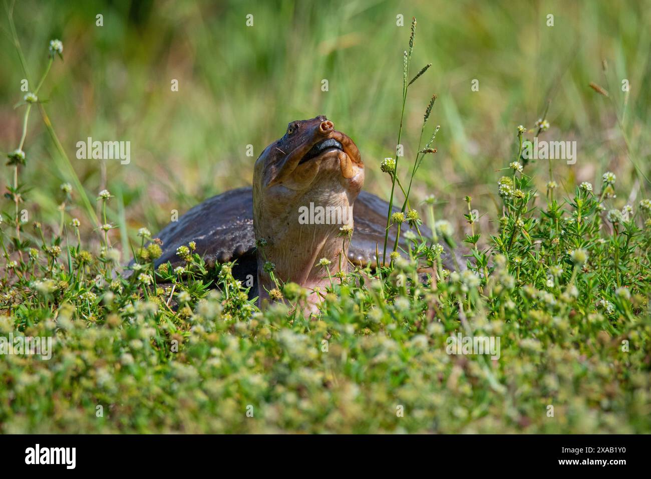 Florida Softshell Turtle Stock Photo - Alamy