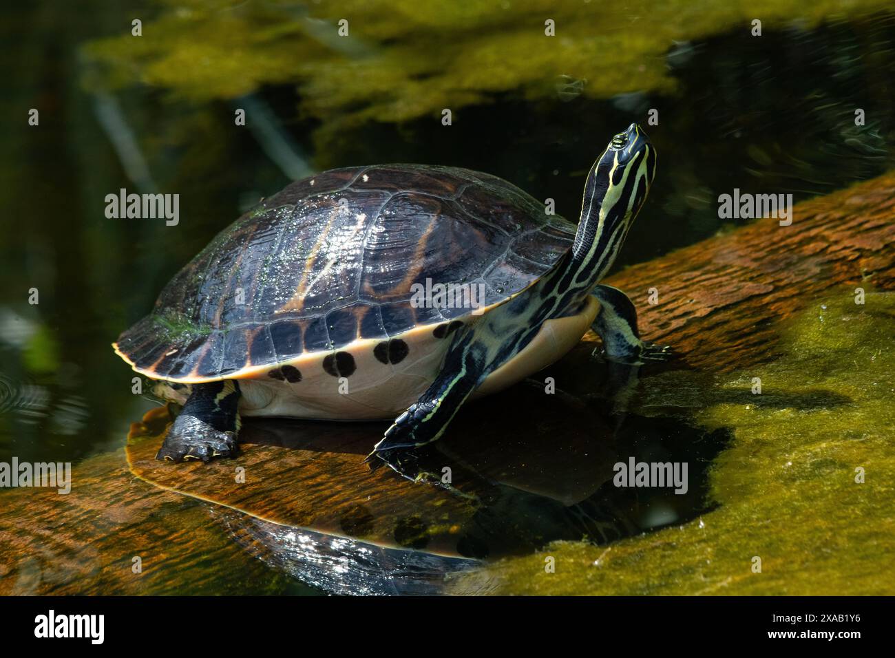 Anatomy of the turtle shell hi-res stock photography and images - Alamy
