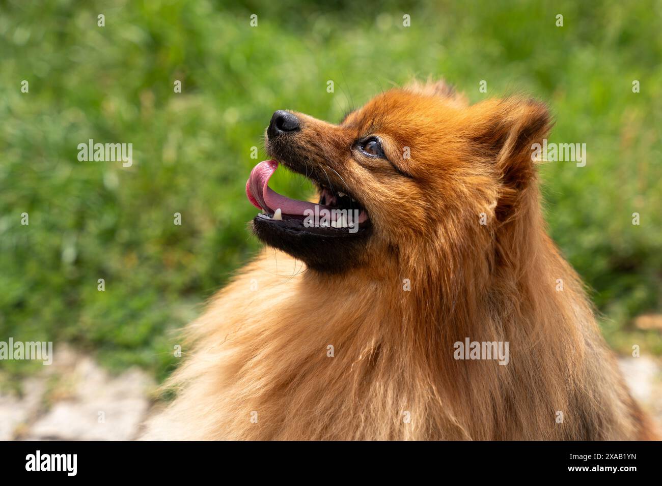 Red Spitz dog for a walk in the park. Spitz dog close up Stock Photo ...