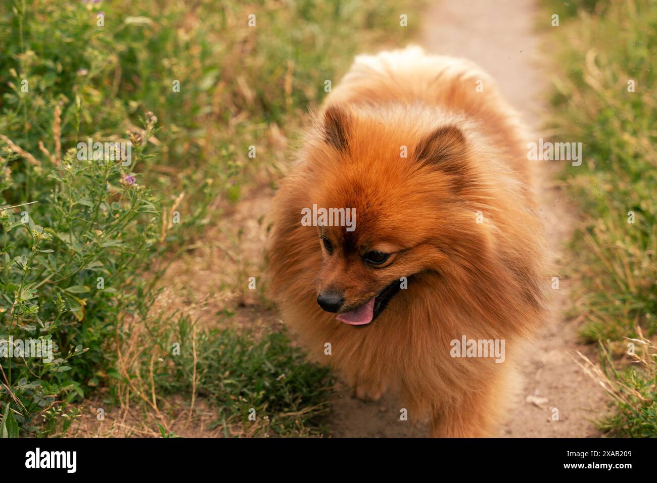 Red Spitz dog for a walk in the park. Spitz dog close up Stock Photo ...