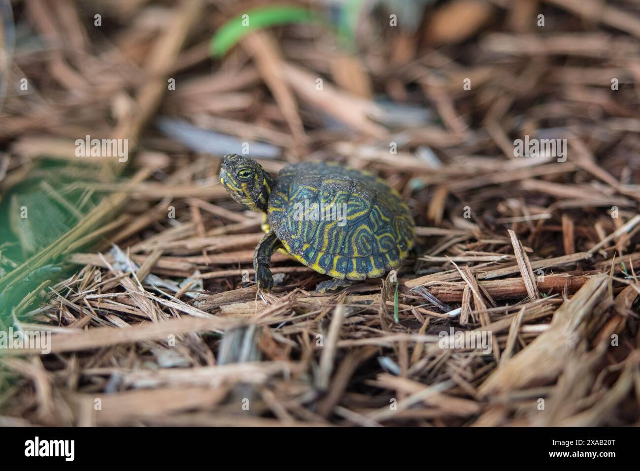 Cooter Baby Turtle Stock Photo - Alamy