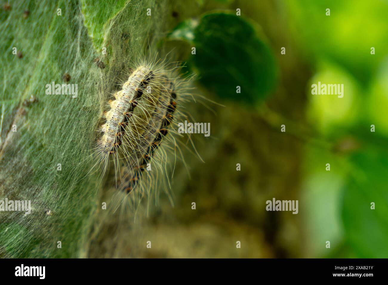 Parasitic oak procession moth caterpillars on an infected tree. Insect ...