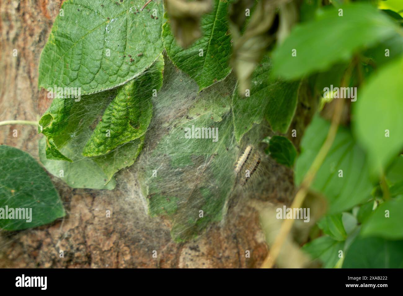 Parasitic oak procession moth caterpillars on an infected tree. Insect ...