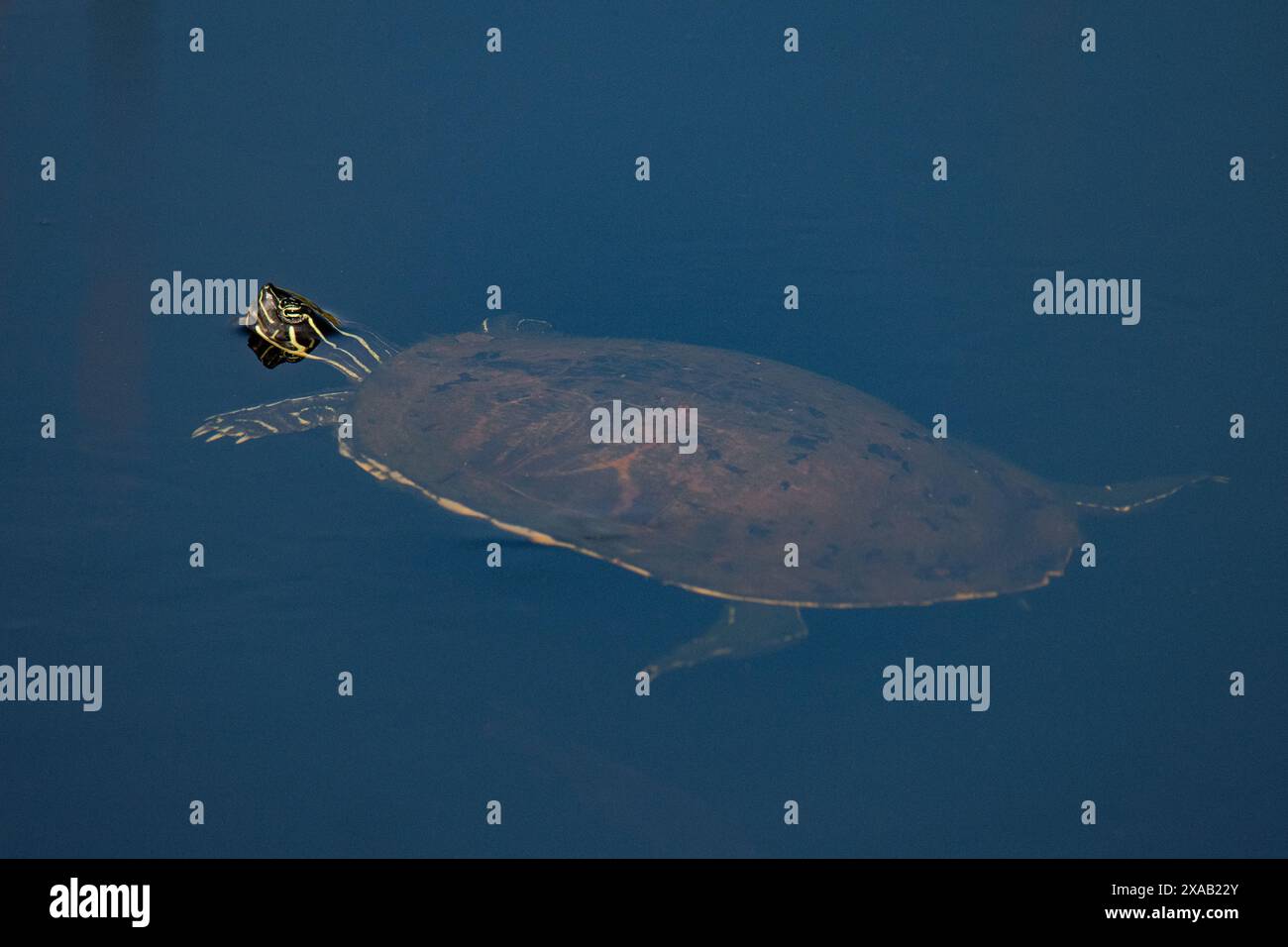 Anatomy of the turtle shell hi-res stock photography and images - Alamy