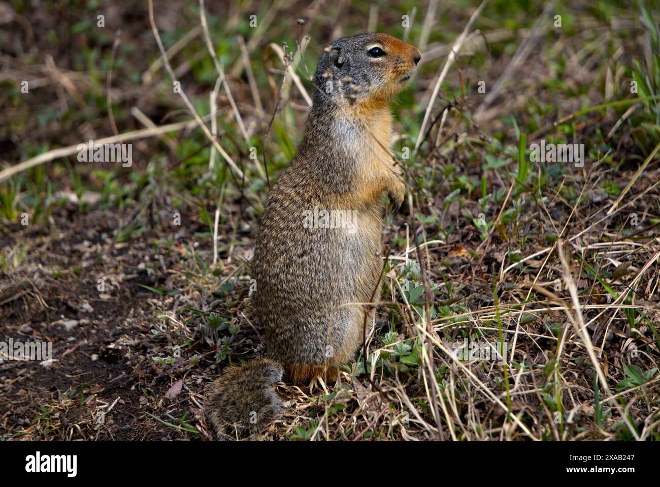 One black tailed prairie hi-res stock photography and images - Alamy