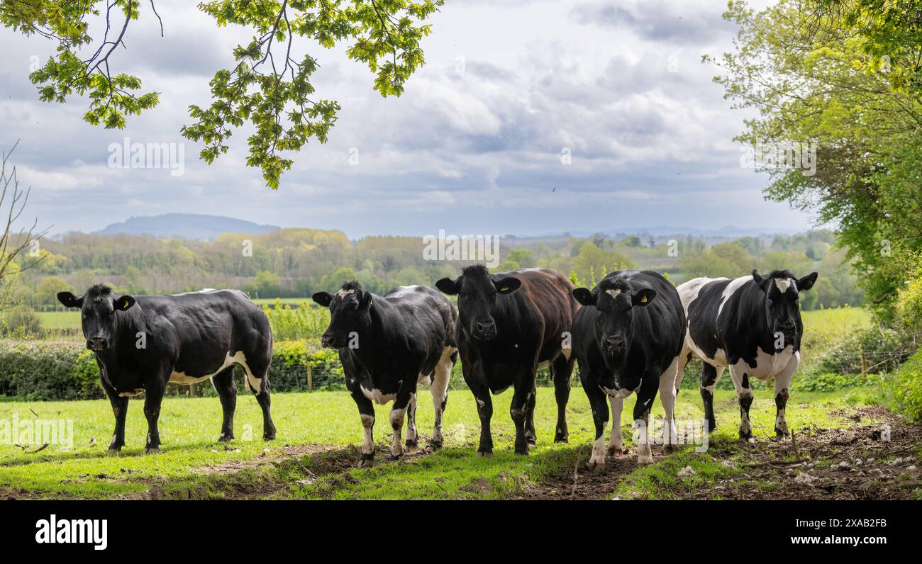 British Blue heifers, a beef breed which carries a double muscle gene ...