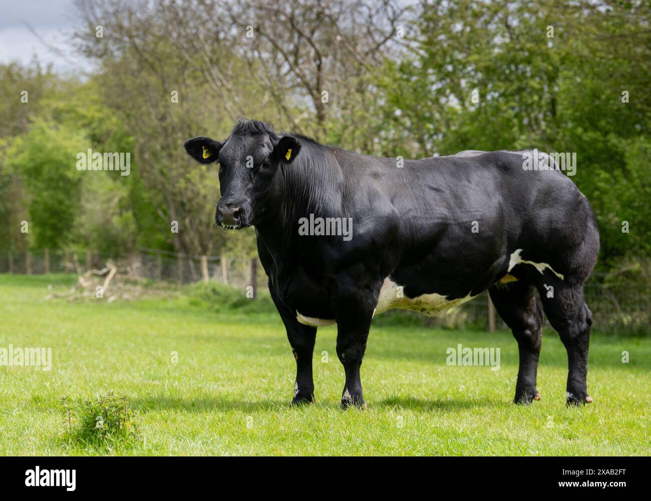 British Blue heifers, a beef breed which carries a double muscle gene ...