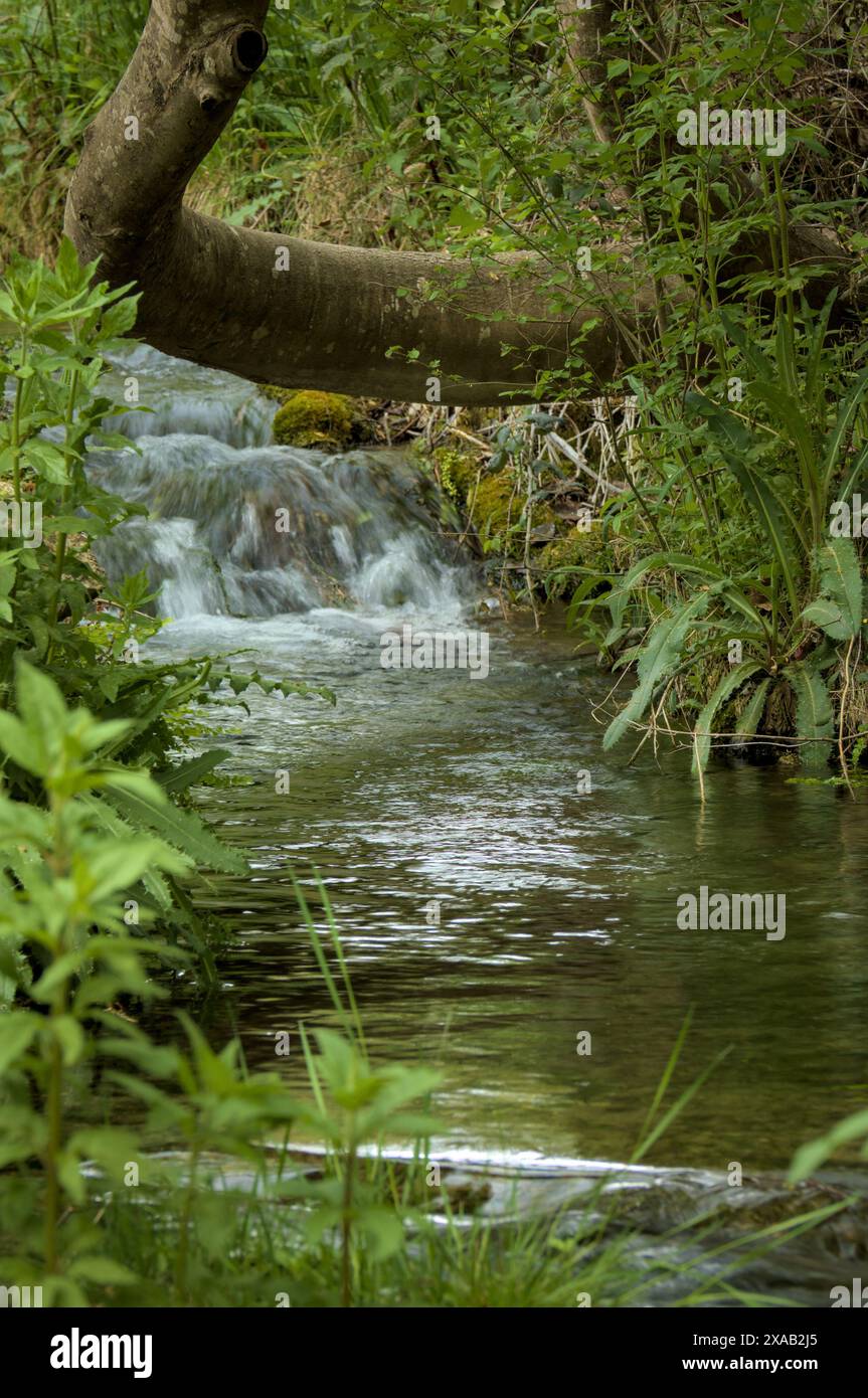 A serene stream flows gently under a curved tree branch Stock Photo - Alamy