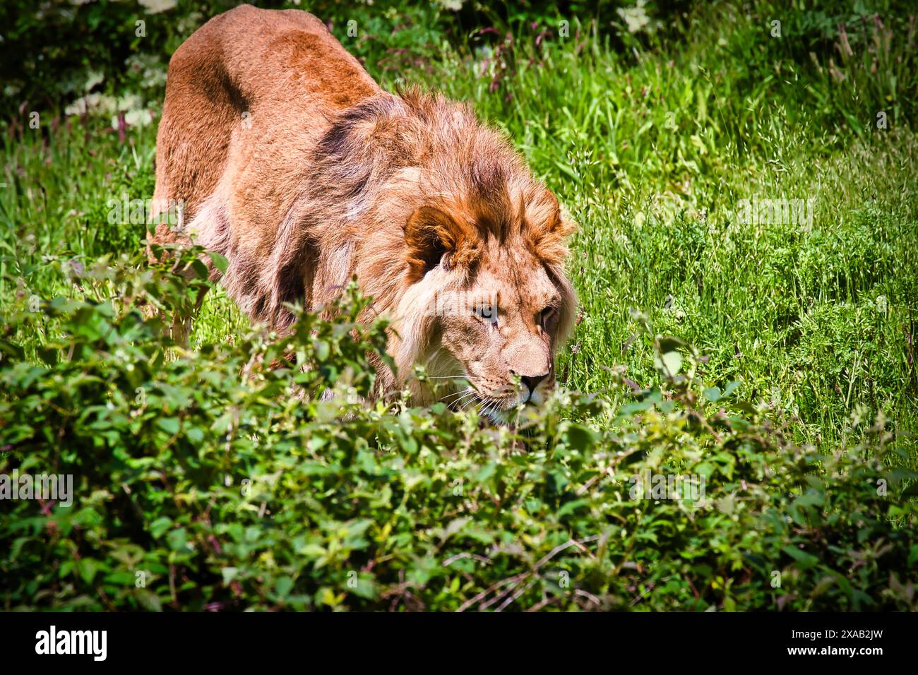 A lion walking through lush green vegetation, appearing to be on the ...