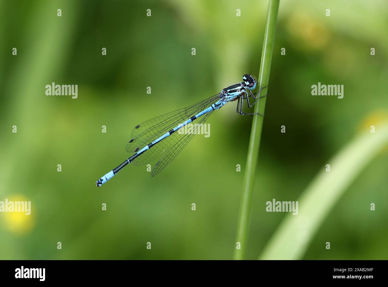 Common Blue Damsel Fly, Enallagma cyathigerum, Zygoptera, Odonata Stock ...
