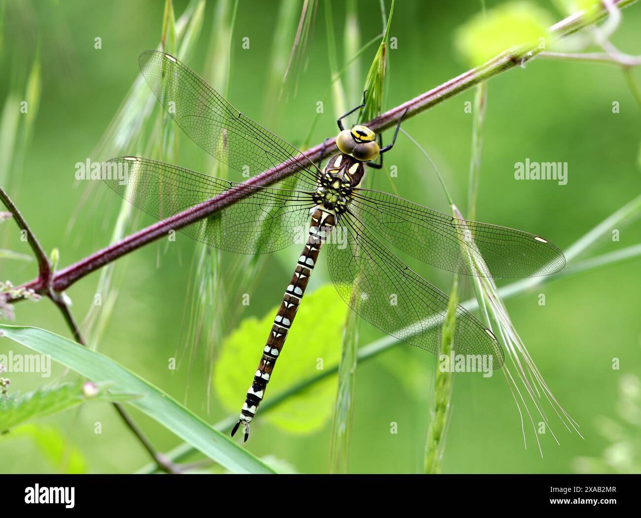 Young Female Southern Hawker Dragonfly, Aeshna cyanea, Aeshnidae. The southern hawker or blue ...