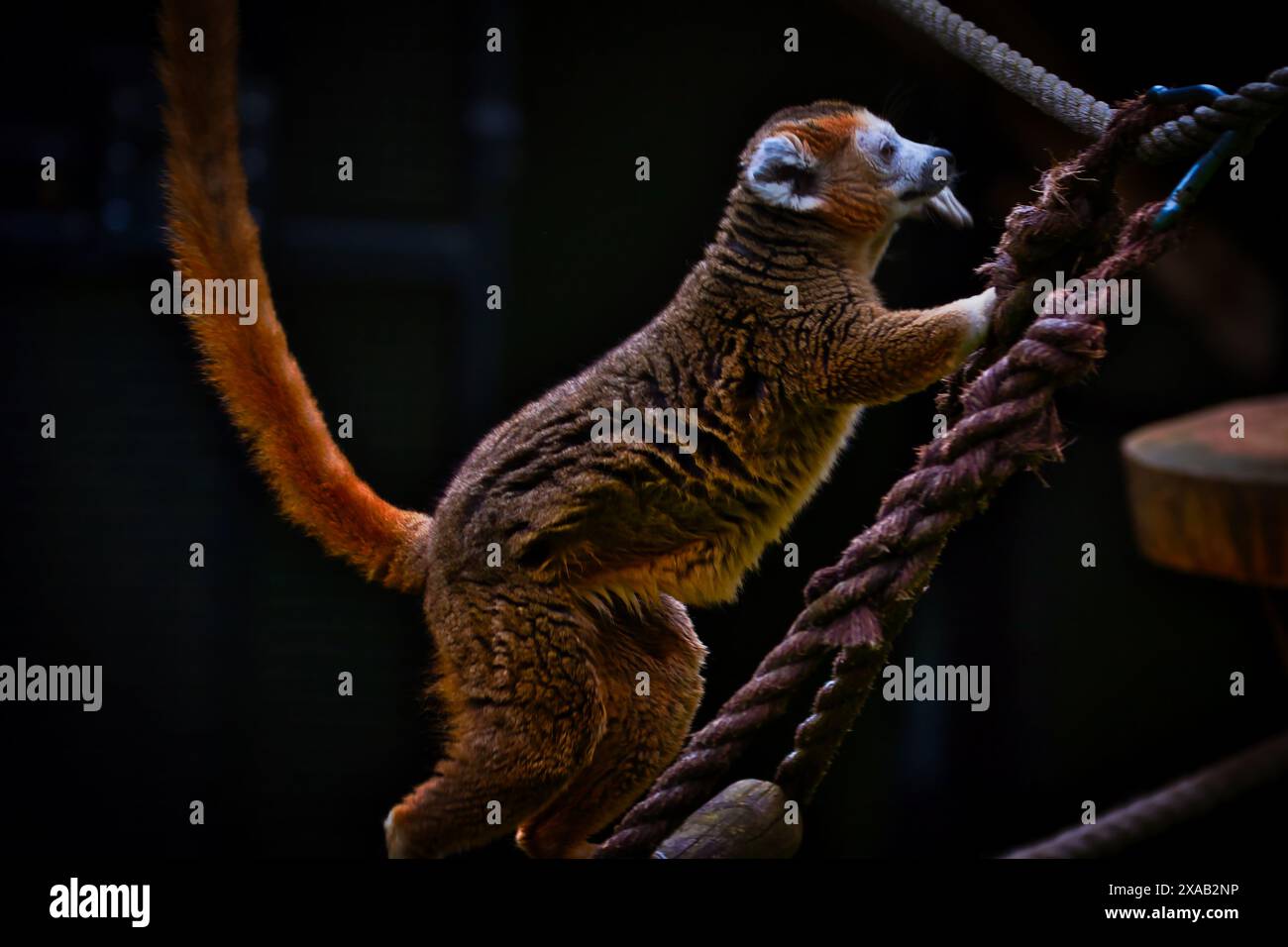 A close-up of a lemur climbing on ropes in a dark environment. The ...