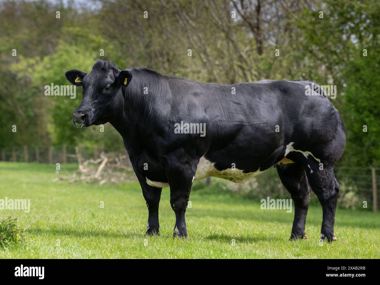 British Blue heifers, a beef breed which carries a double muscle gene ...
