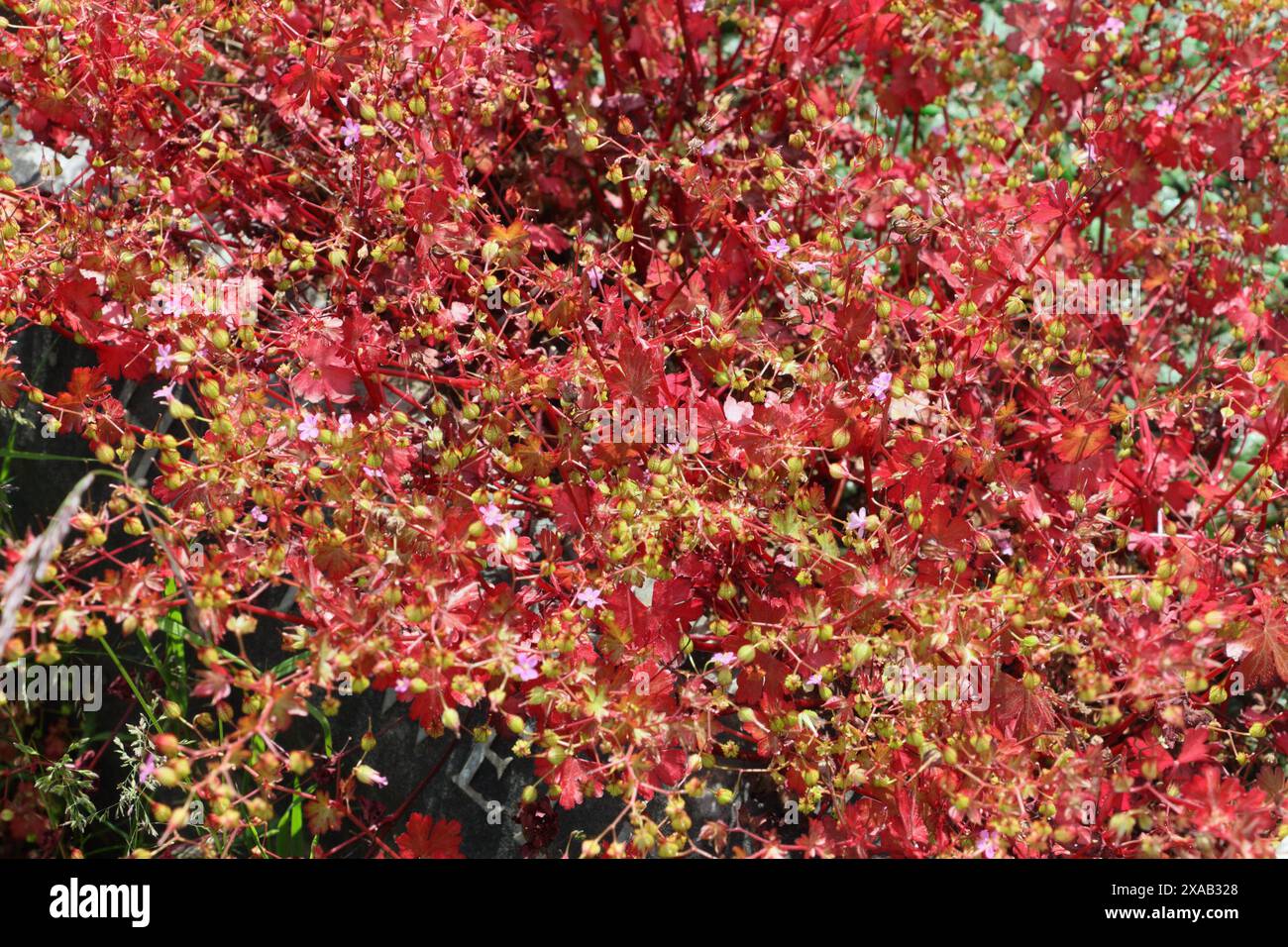 Colourful Red leaves of Shining Geranium plant Geranium lucidum L ...