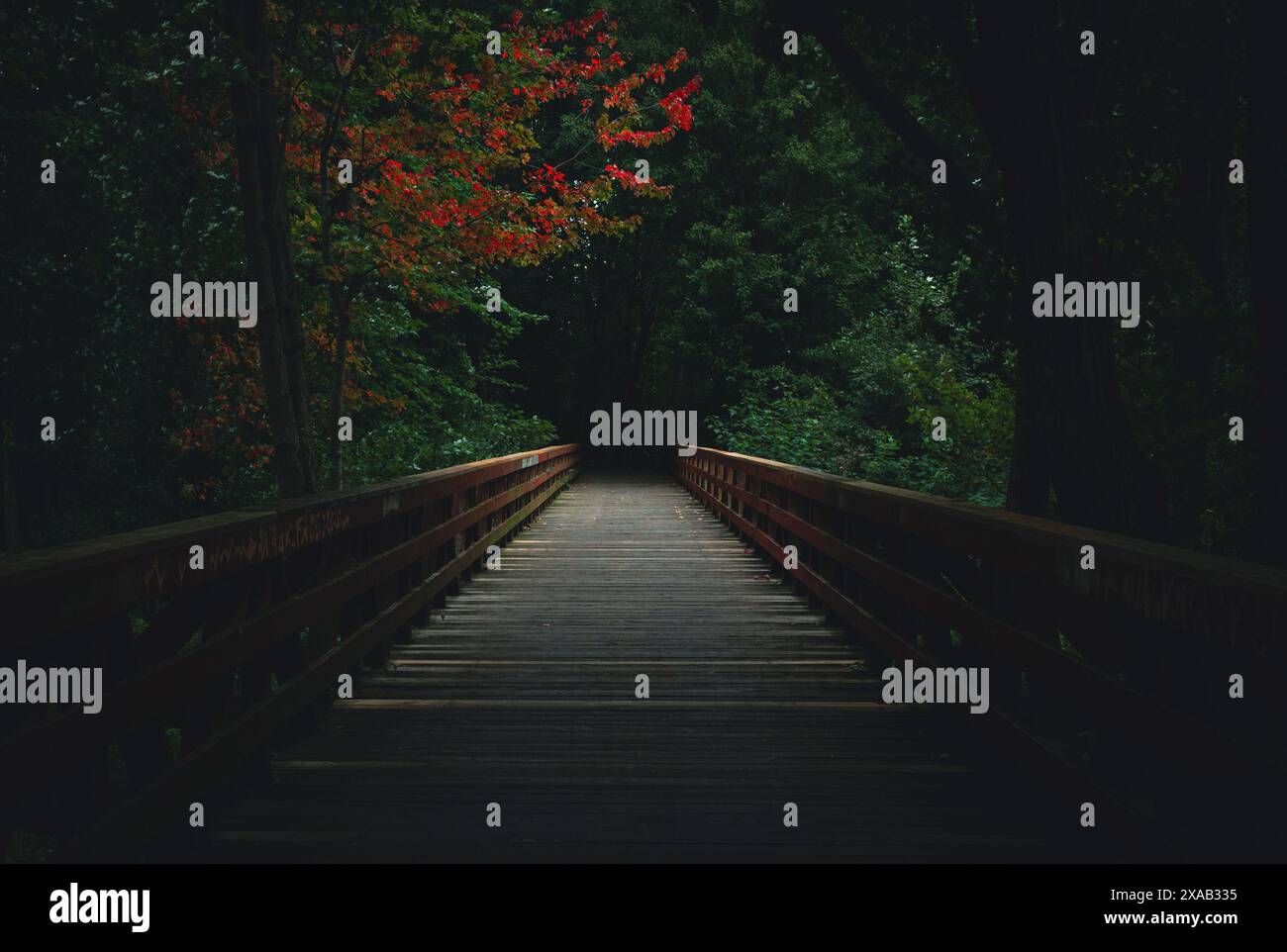 Leaves over a wooden foot bridge begin to reveal their vibrant fall ...