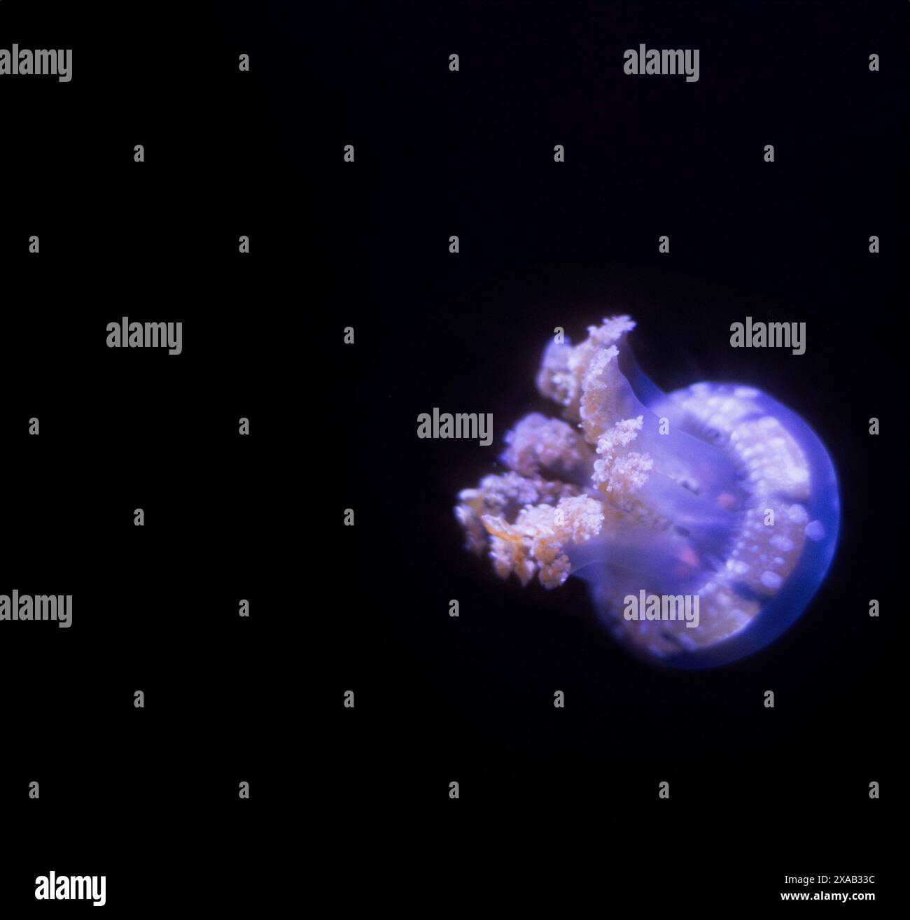 Detailed photograph of a small purple jellyfish against a solid black ...