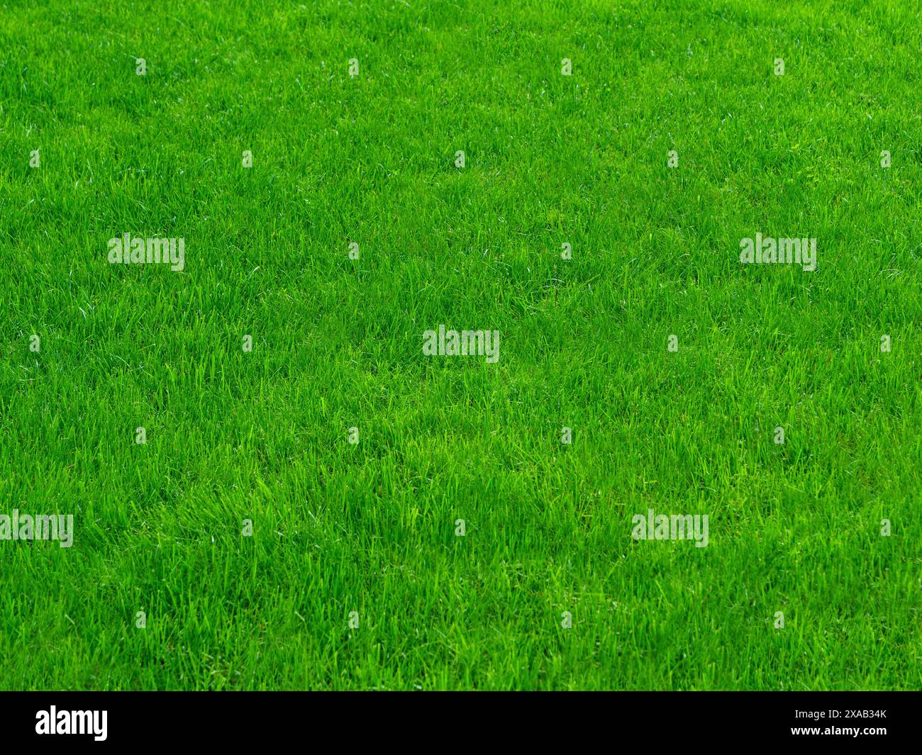 A lush, bright green grass field background under direct sunlight. The ...