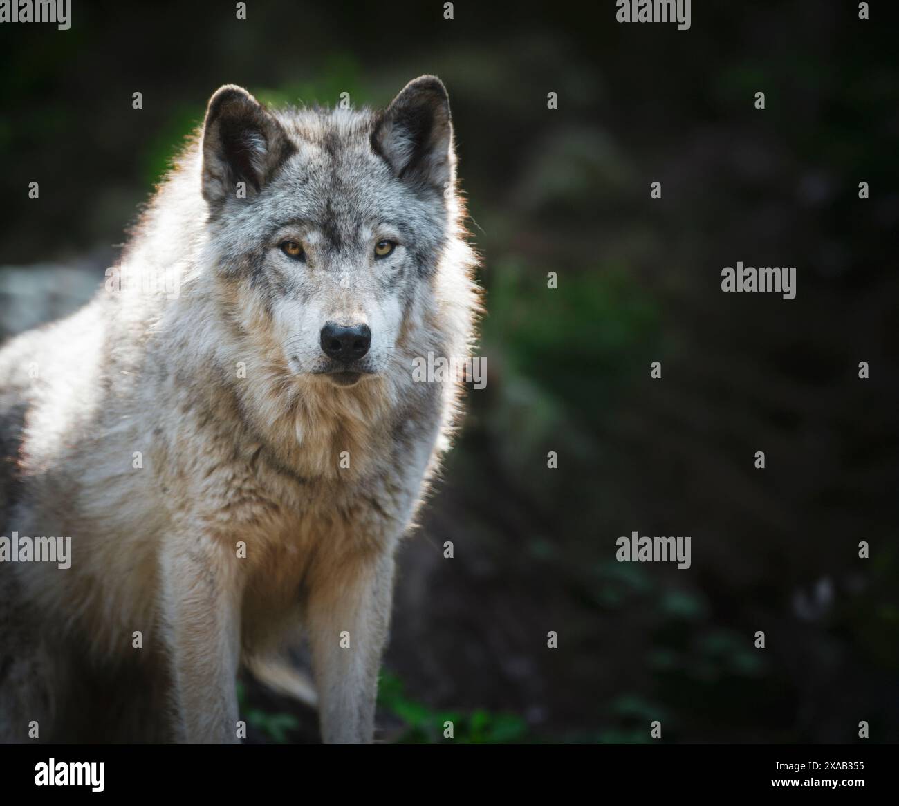Lone, backlight grey wolf staring at the camera on a green, rocky hill ...