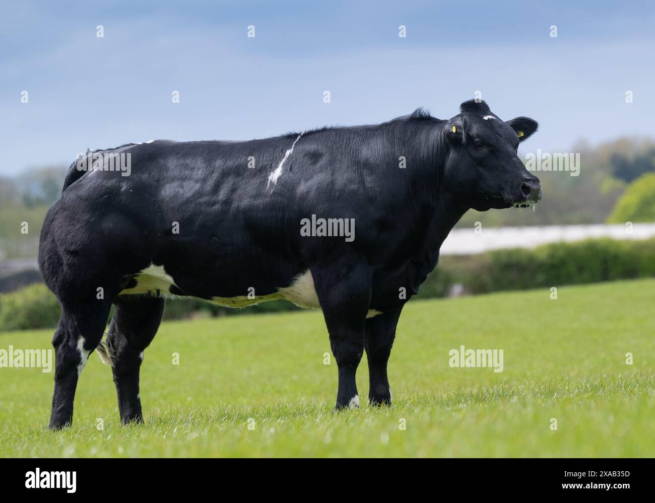British Blue heifers, a beef breed which carries a double muscle gene ...