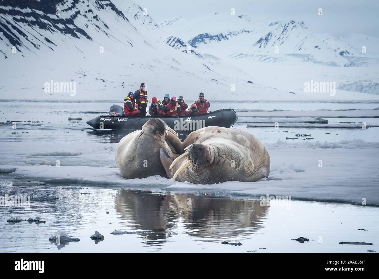 Arktis wildtiere hi-res stock photography and images - Alamy