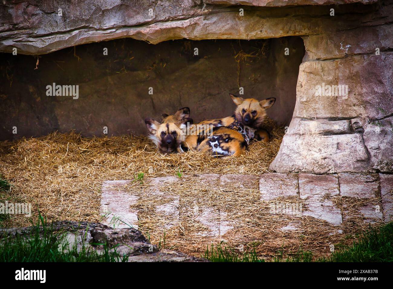 Two African wild dogs resting in a cave-like enclosure with straw ...